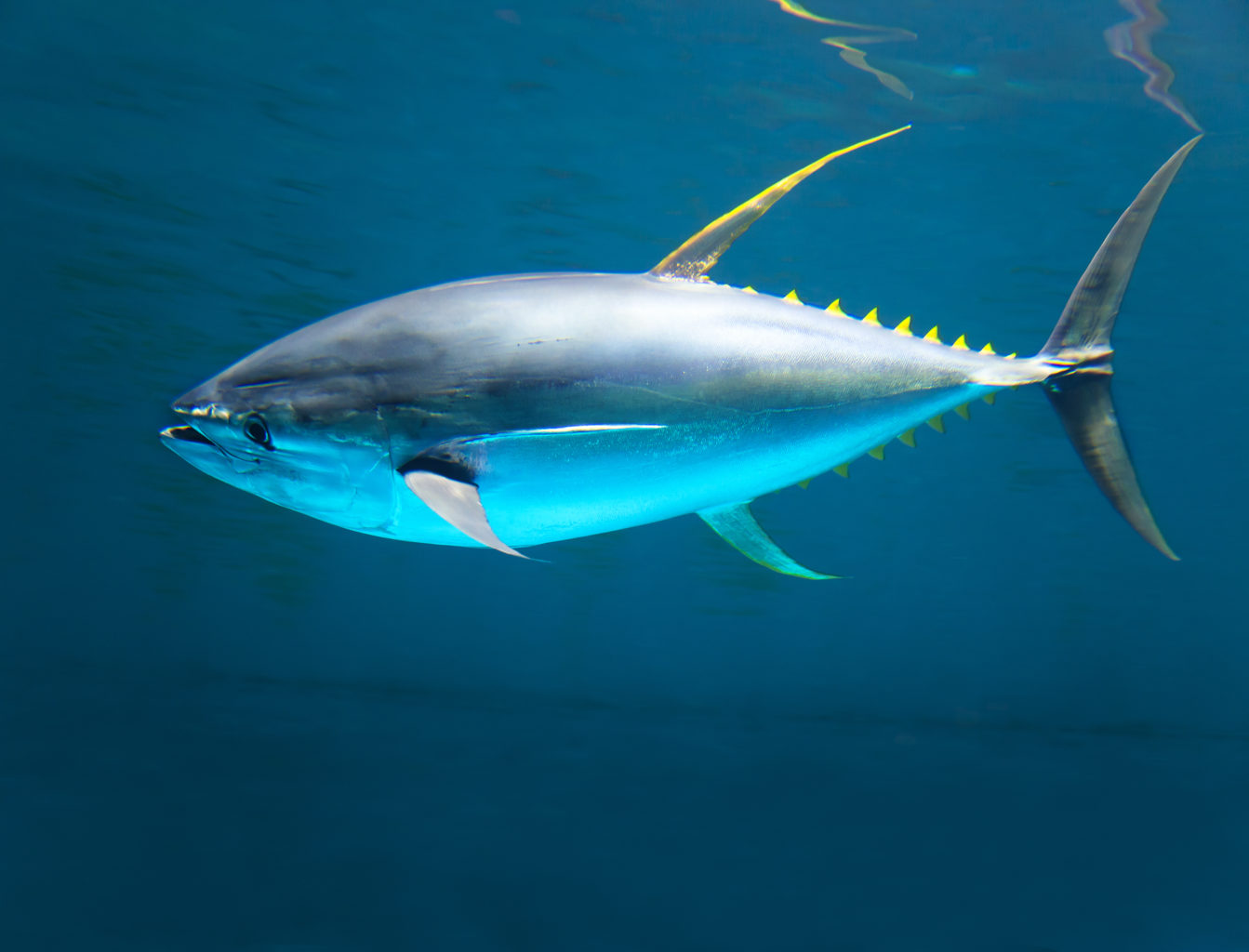 How Do You Tune A Fish? - Localizing for the Monterey Bay Aquarium